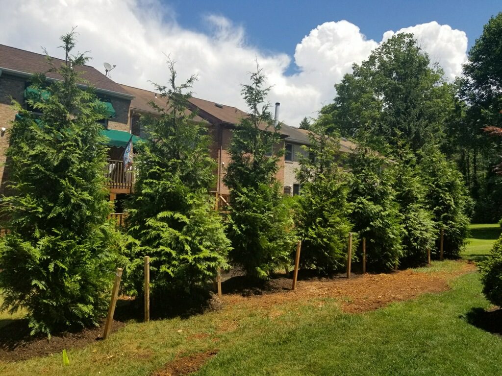 Evergreen Tree Gallery | Pryor's Nursery