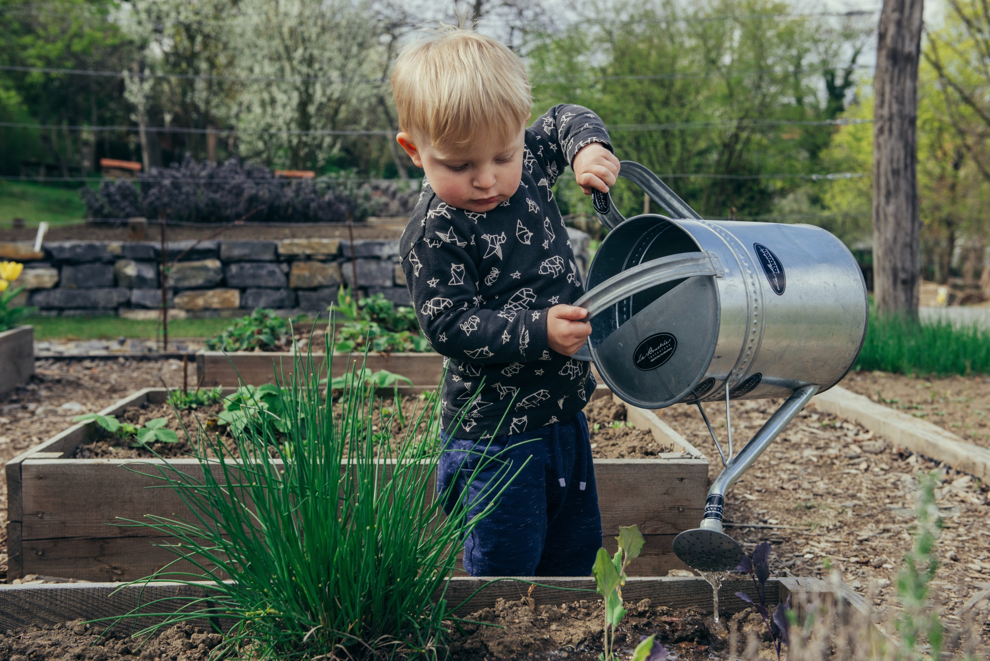 Evergreen Tree Watering and Fertilization | Pryor's Nursery