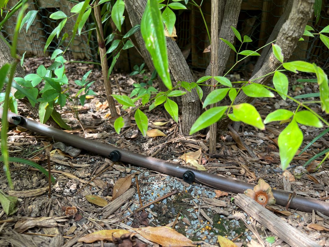 Evergreen Tree Low Maintenance Guide: Tips for Summer Care | Pryor's ...