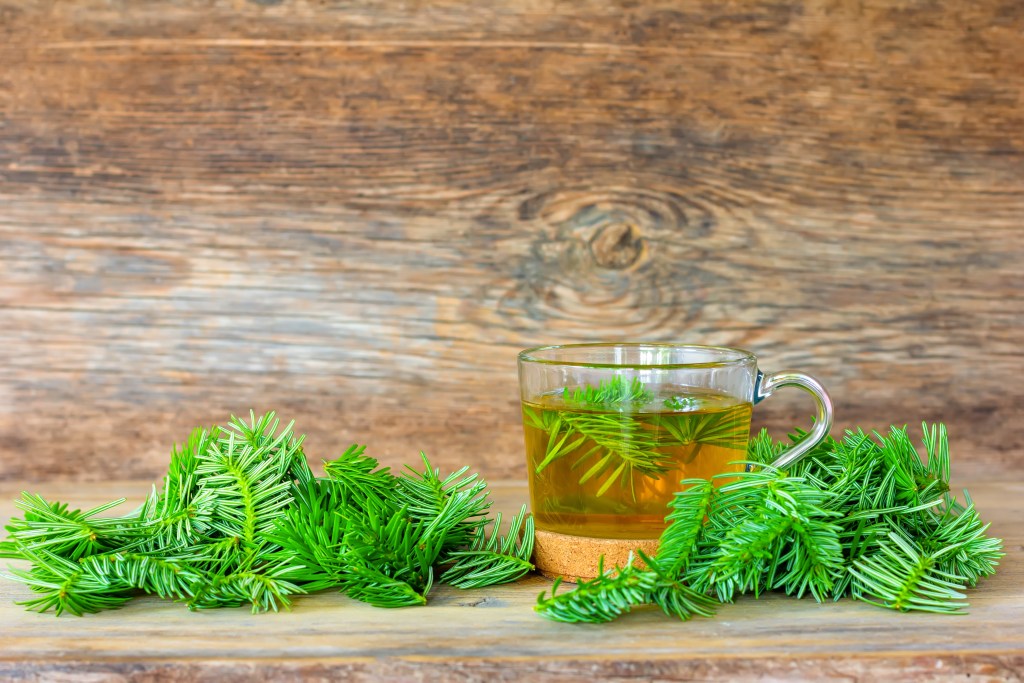 Evergreen Tree Uses by Native American and Early Settlers | Pryor's Nursery